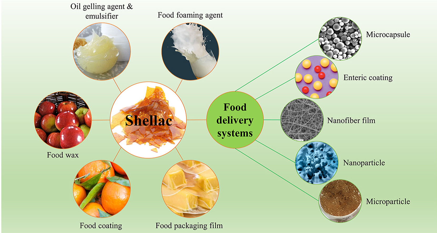 What is shellac ? – GrainWorks